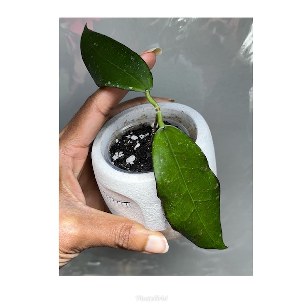 Hoya Plant Sulawesi - Etsy
