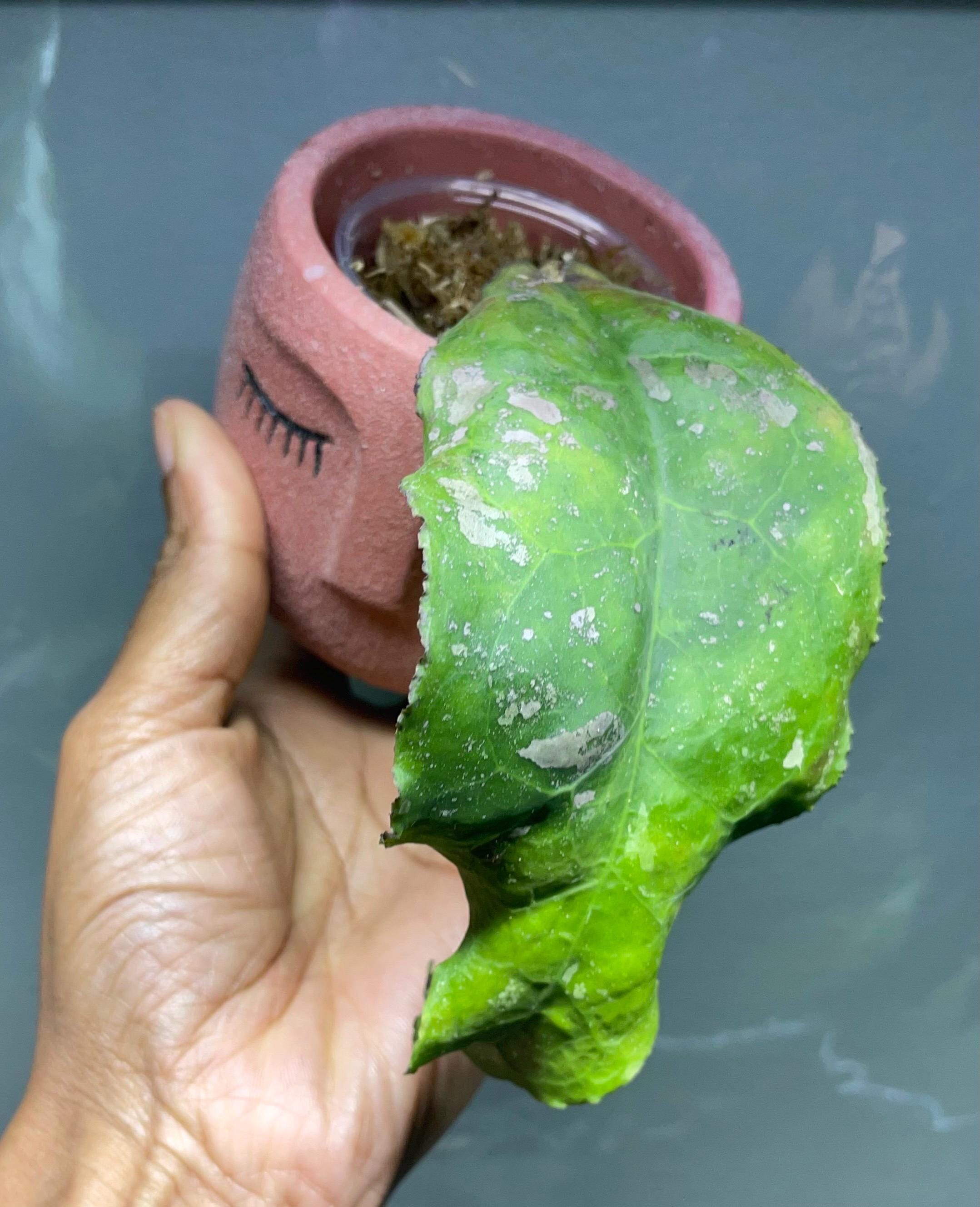 Hoya Undulata - Etsy