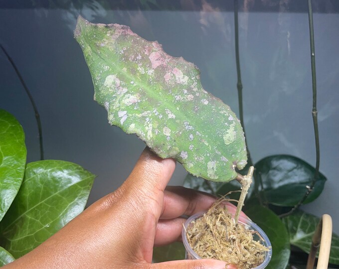 Hoya Undulata - Etsy