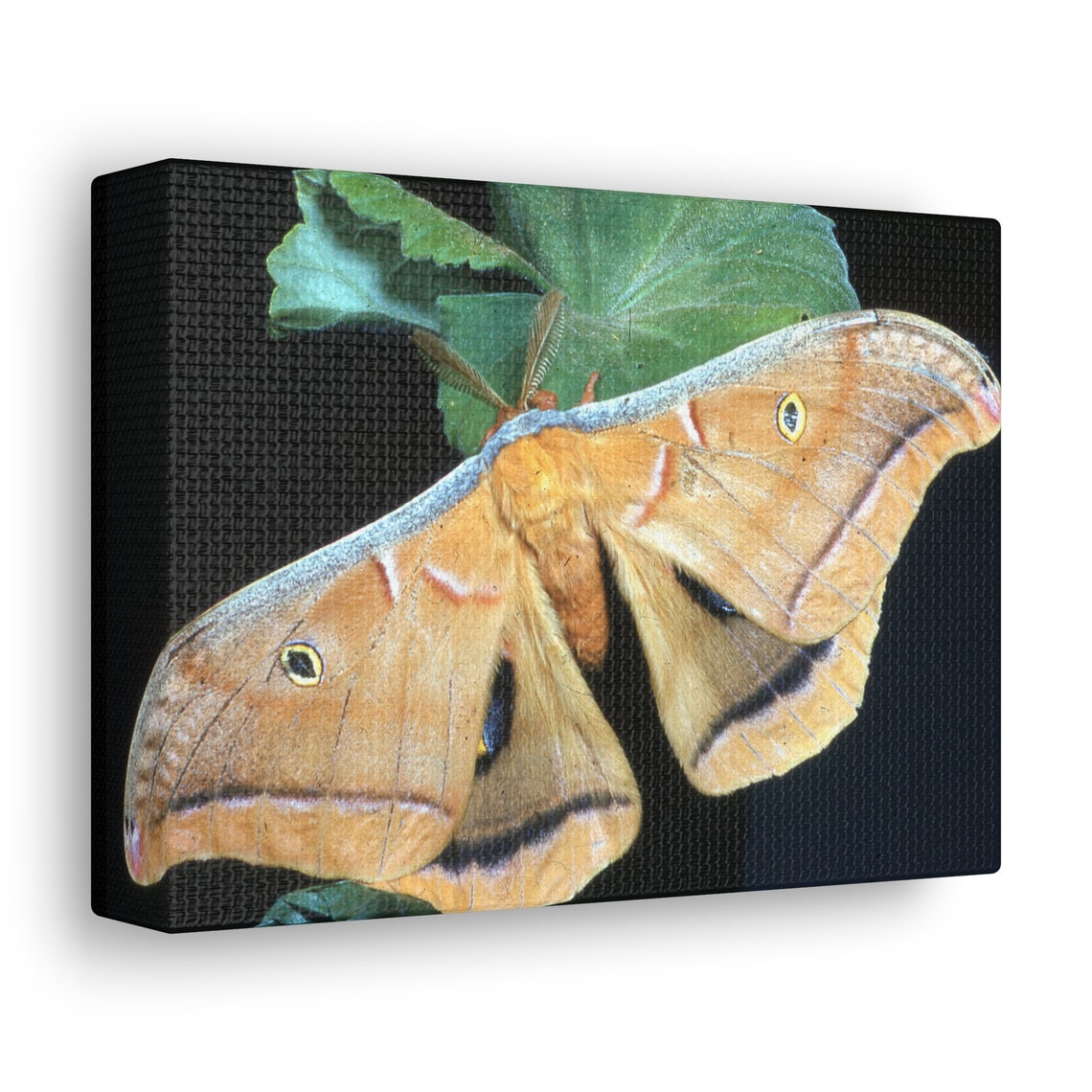 Polyphemus Moth Wings Spread Color Photo on Canvas Wall Art - Etsy
