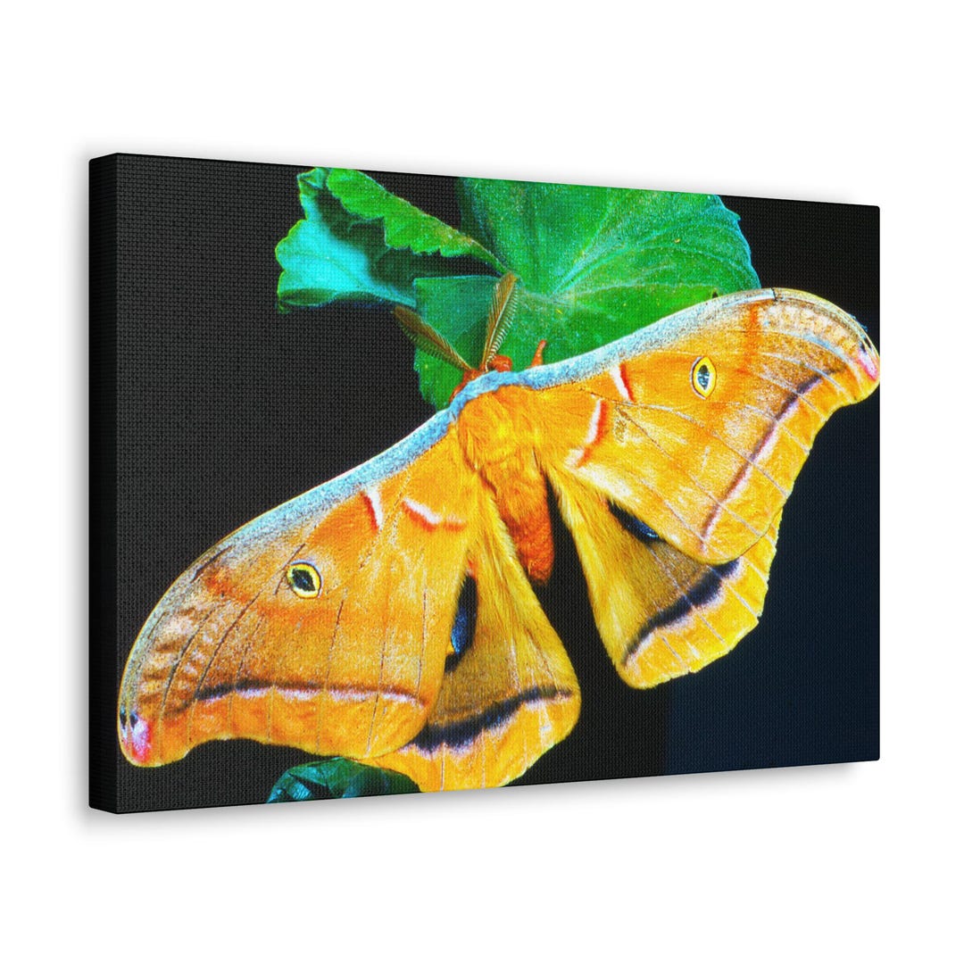 Polyphemus Moth Wings Spread Color Photo on Canvas Wall Art Decor High ...