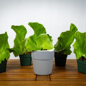 Staghorn Fern Elephant Ear platycerium Elephantotis in Sphagnum Moss 11 ...