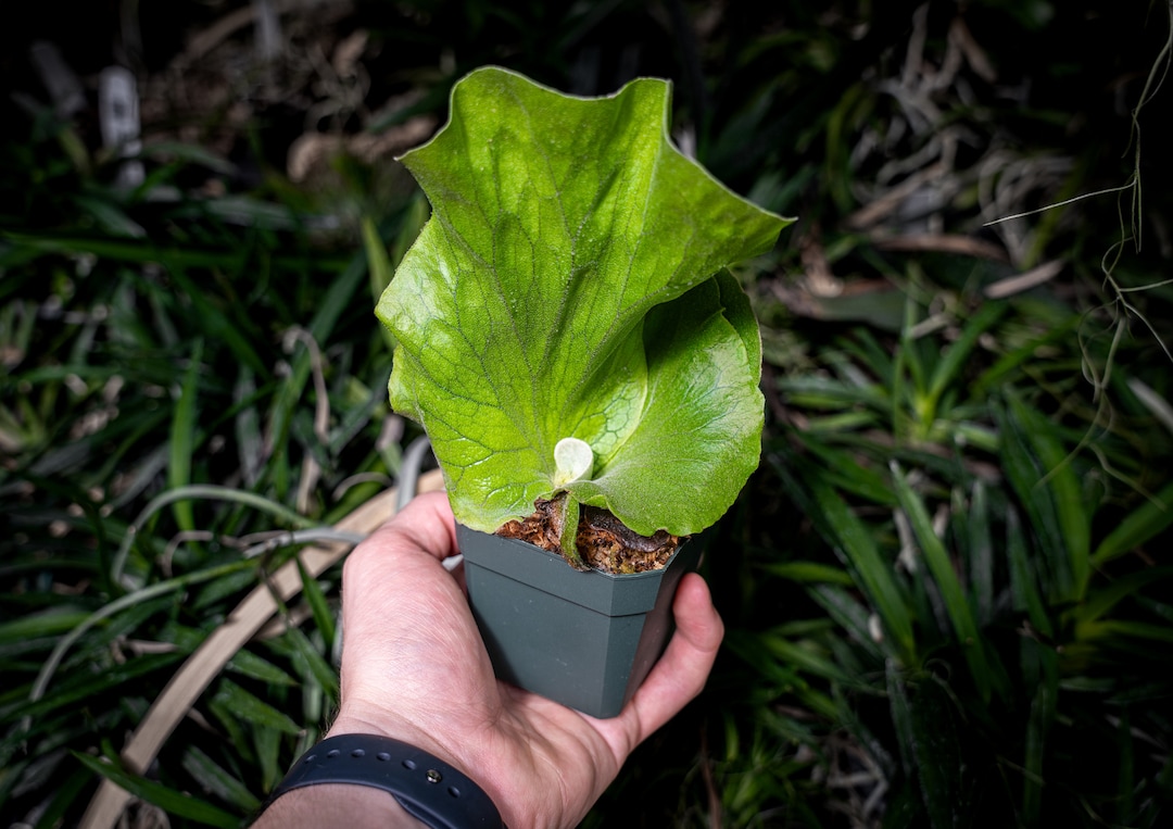 Staghorn Fern Elephant Ear platycerium Elephantotis in Sphagnum Moss 11 ...