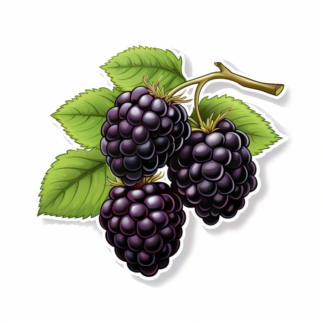 Blackberry Sticker, Fruit Sticker,vinyl Sticker,quality Sticker - Etsy