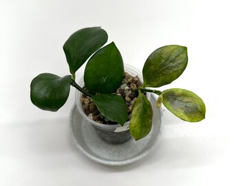 Hoya Anulata FKA Pseudo Littoralis Rooted Plantlet/rare Hoya That ...