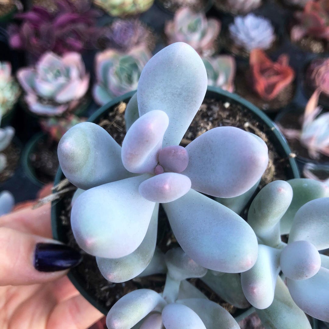 Moonstone Succulent 3 Inch Pachyphytum Oviferum Blue - Etsy