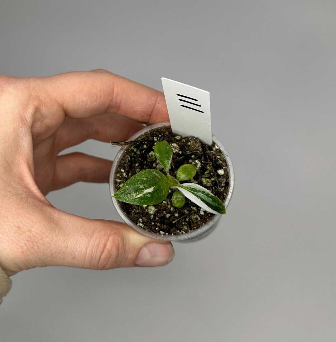 Philodendron White Princess 2 Inch - Etsy