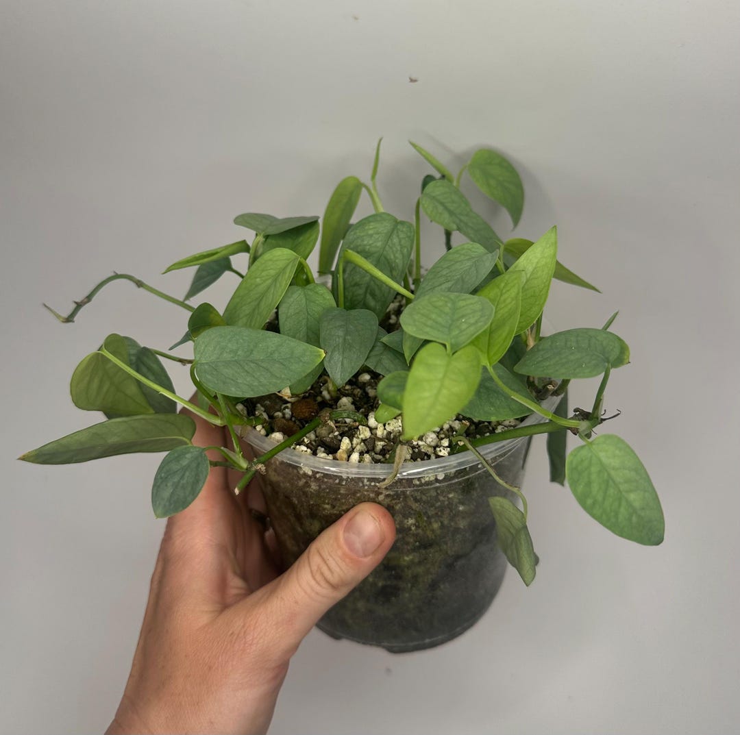 Epipremnum Cebu Blue 5 Inch - Etsy