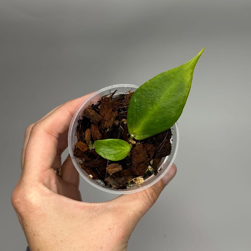 Fishtail Hoya - Etsy