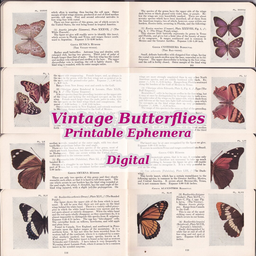 Printable Butterfly Ephemera, Digital Download Art, Vintage Insect ...