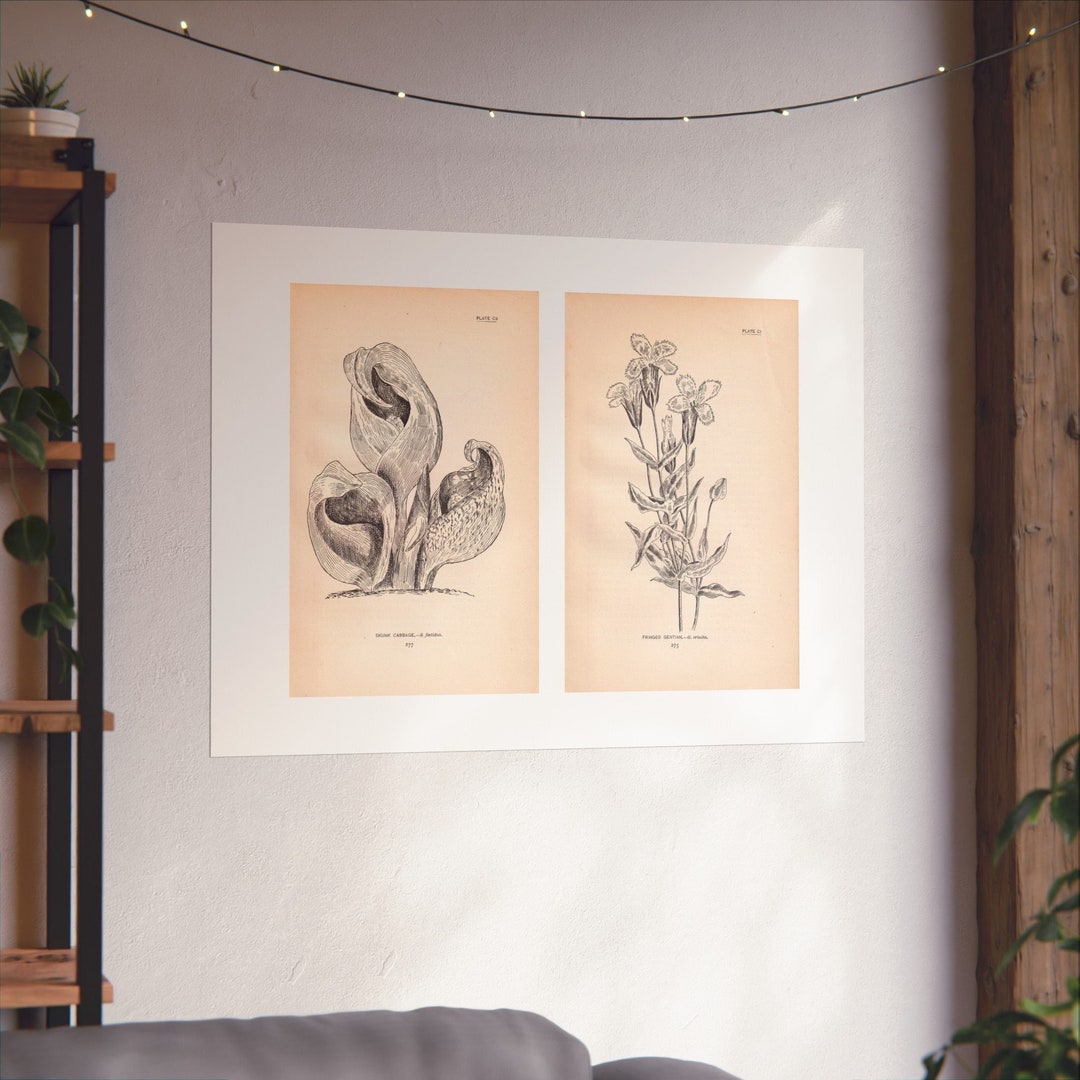 Vintage Botanical Art, Antique Flower Print, Botanical Plate Print ...