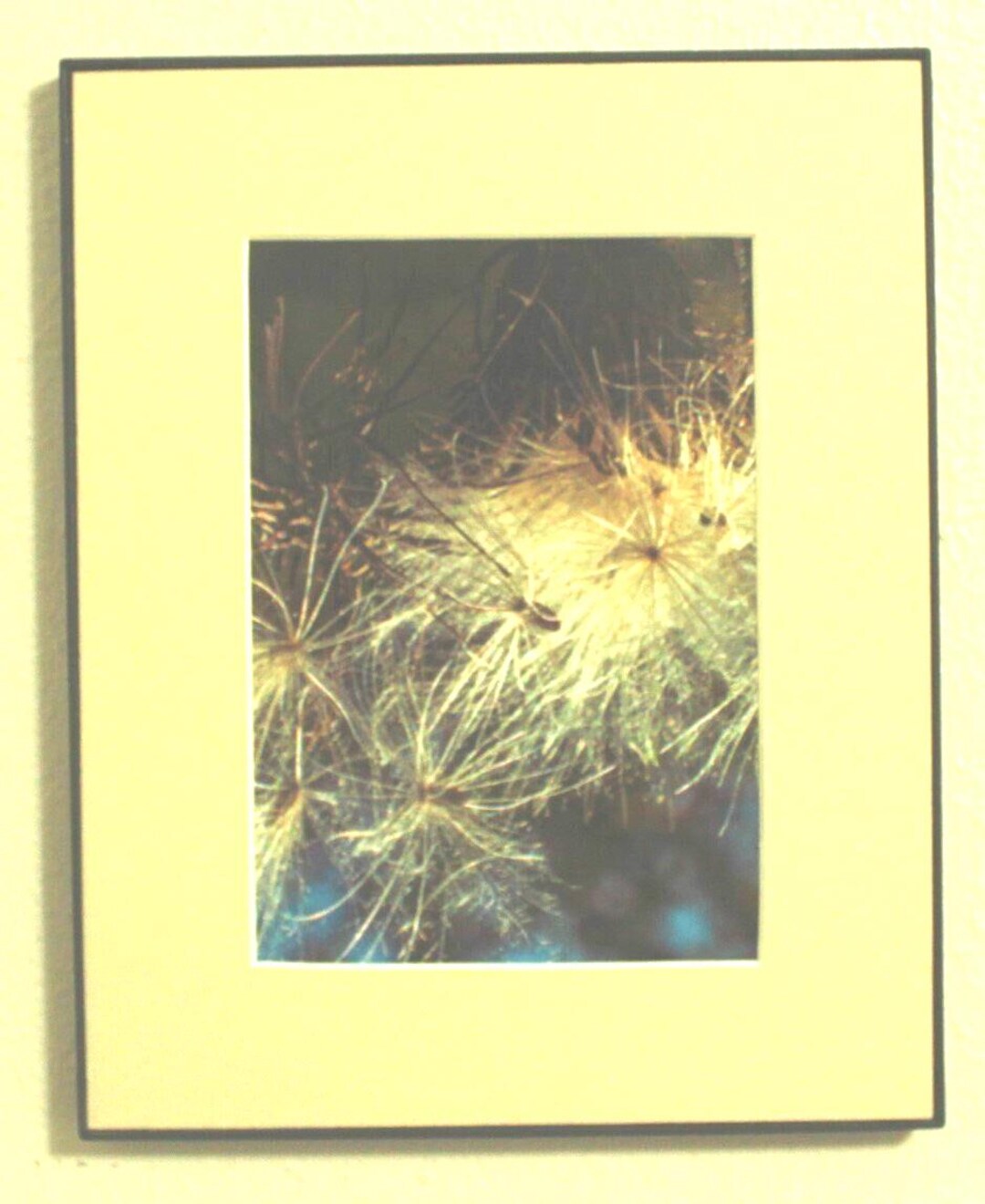 Exploding Milkweed Seed Pod Print: Abstract Autumn Art - Etsy