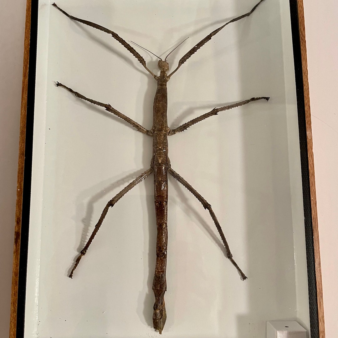 Framed Vintage Giant Stick Insect, Real Taxidermy Bug Display as Framed ...