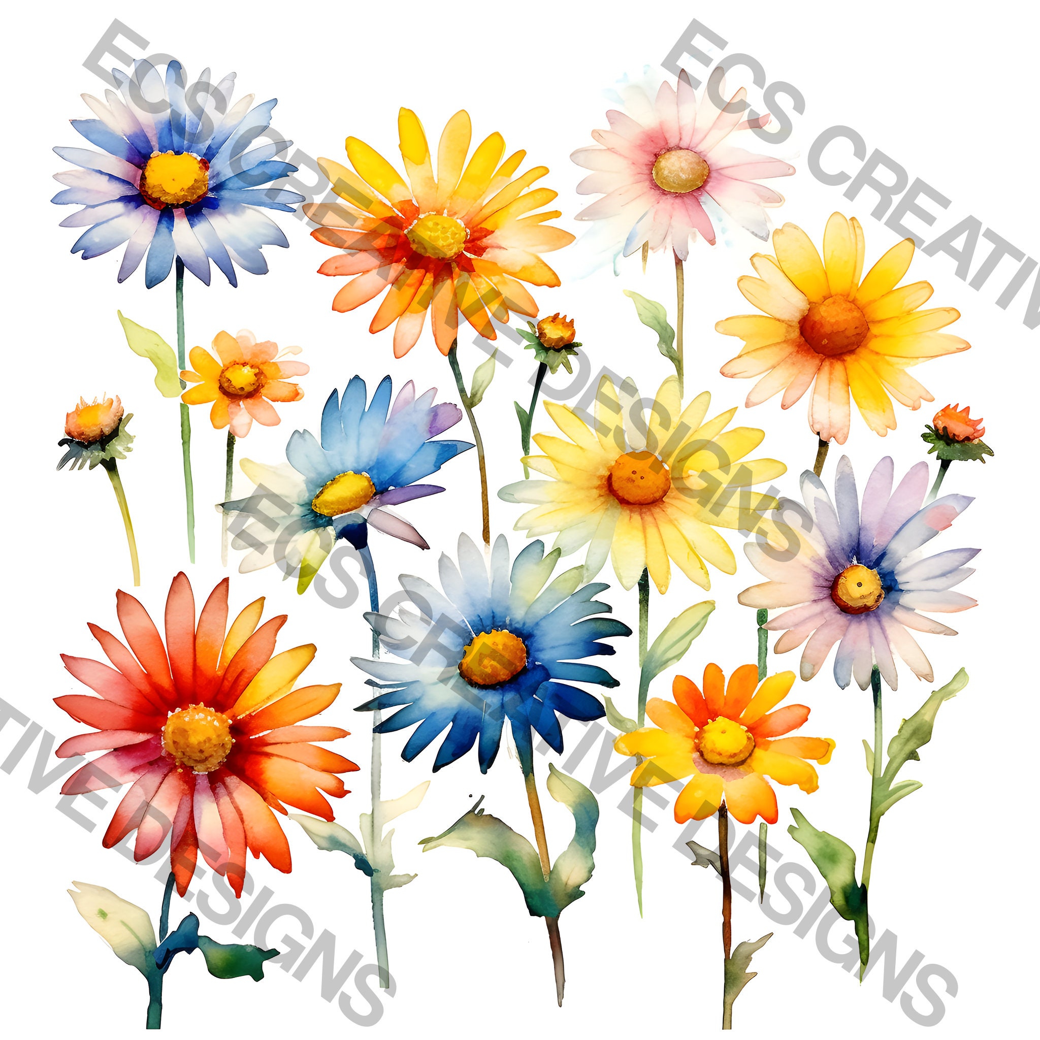 Watercolor Daisy Clipart Bundle With Transparent Backgrounds - Etsy