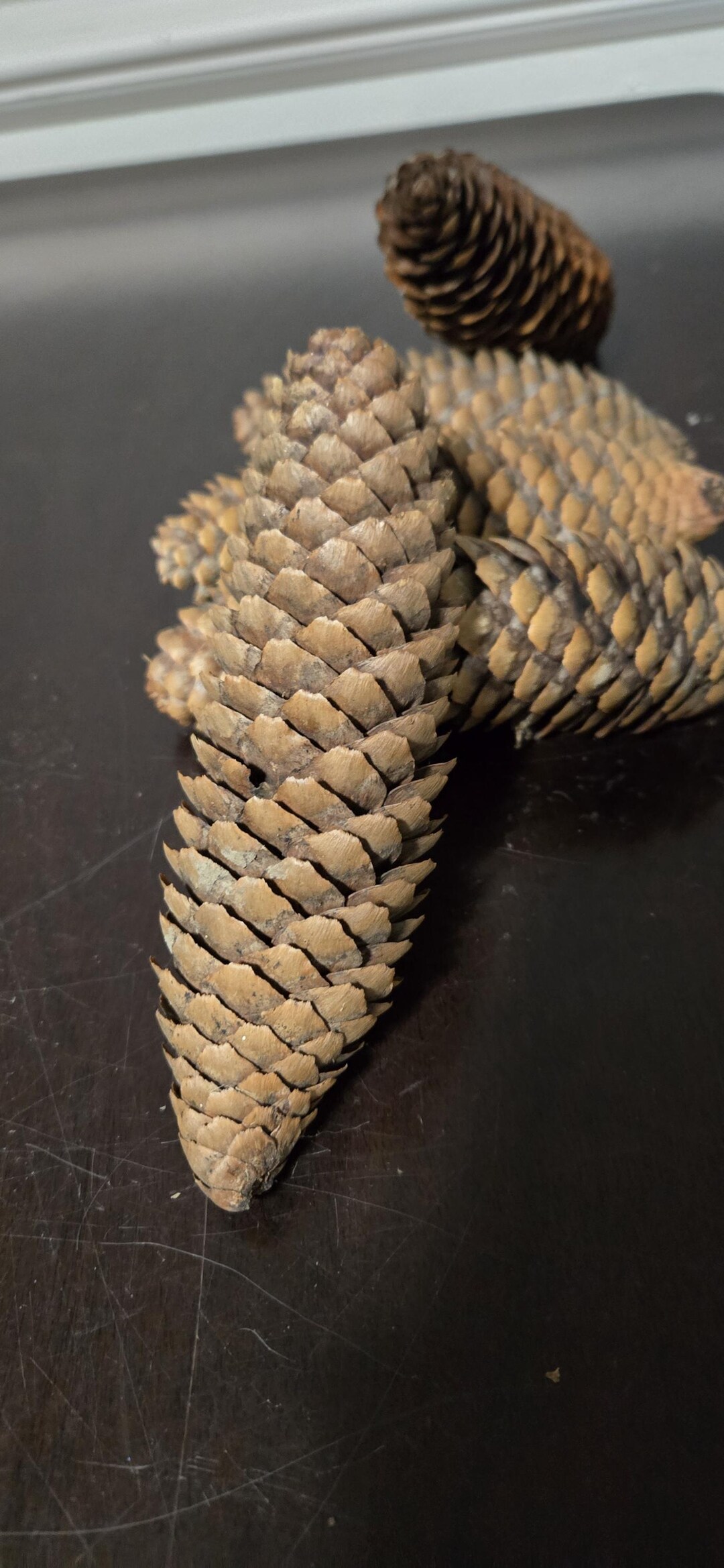 Large Pine Cones (5-6" Long) - Norway Spruce Pinecones From the ...