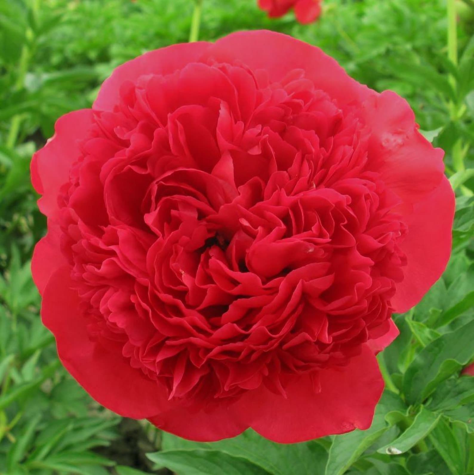 PREORDER: Command Performance Peony Bareroots - Lot of 20 - Giant Red ...