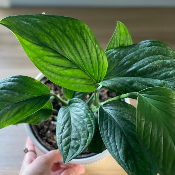 Monstera Peru - Etsy