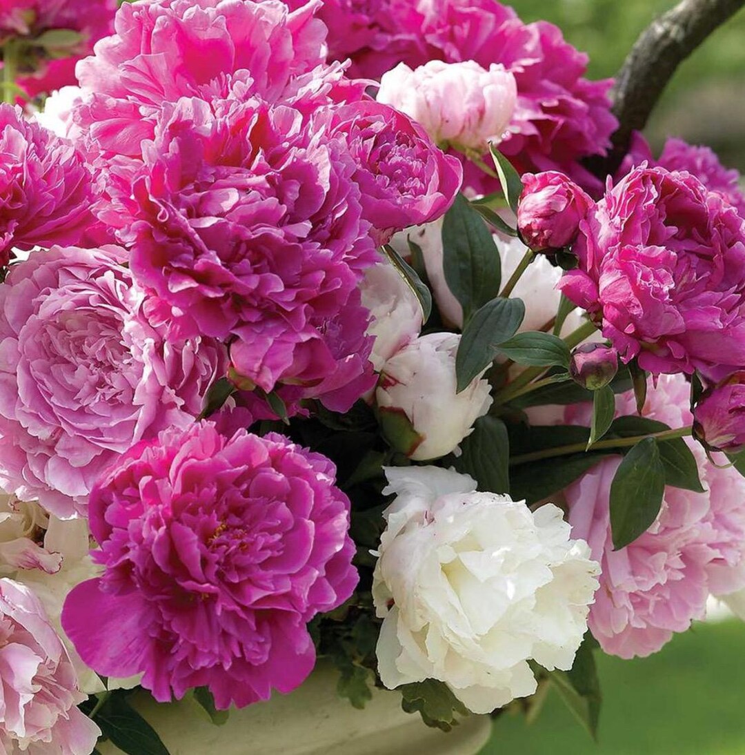 Peony Lactiflora Bare Roots: Assorted Double Blooms, Ship Spring - Etsy