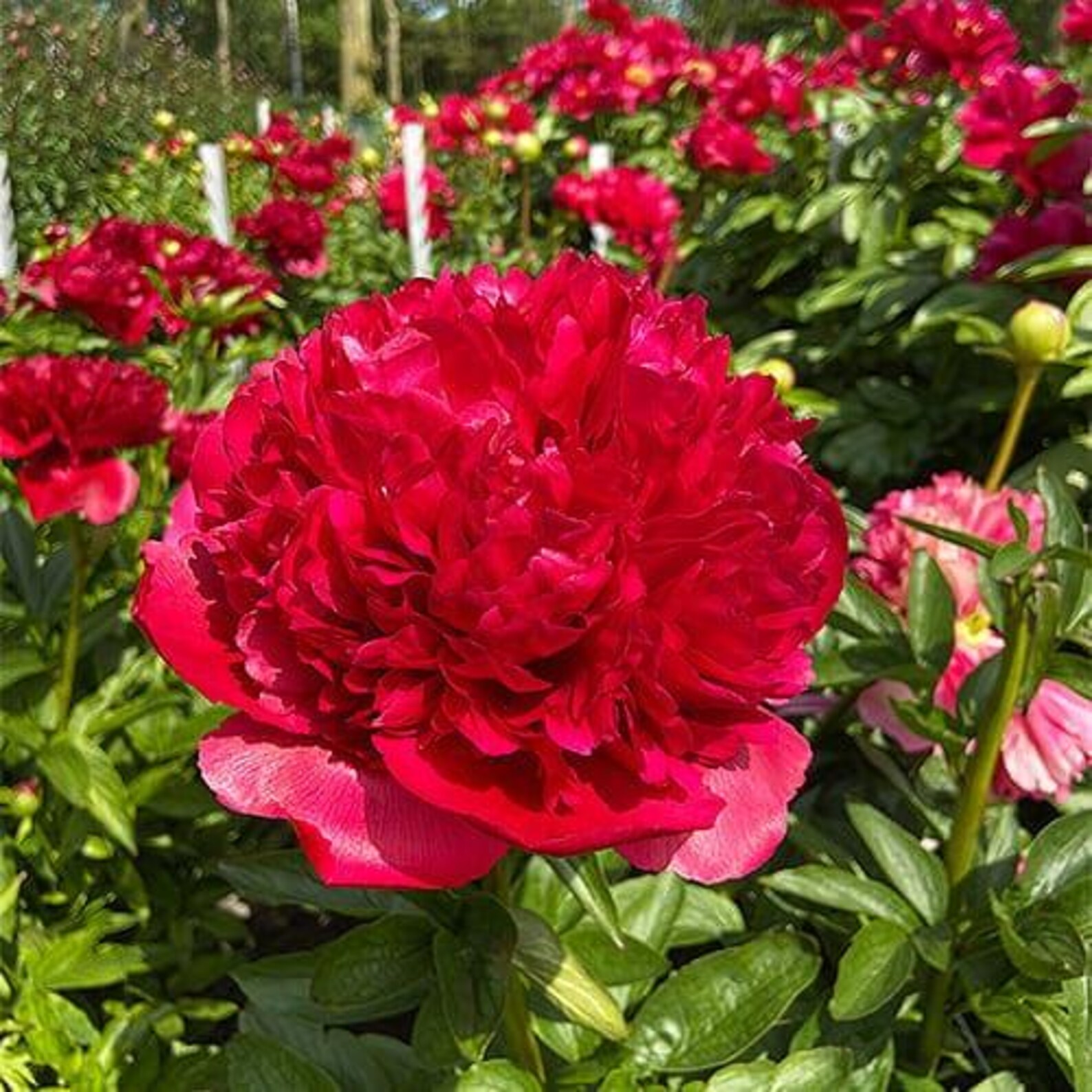 PREORDER: Command Performance Peony Bareroots - Lot of 20 - Giant Red ...