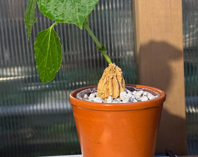 Matelea Cyclophylla Bulb| Rare Round-leaf Milkweed Butterfly Host ...