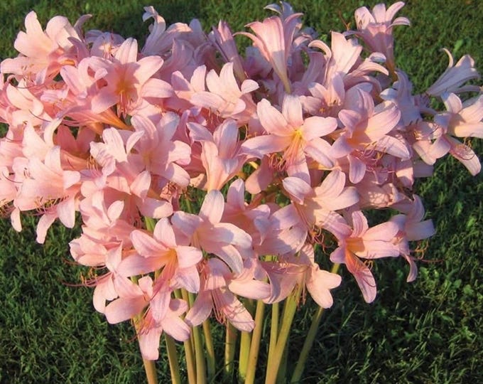 Surprise Lily Bulb – Rare Naked Lady Amaryllis, Lycoris Squamigera Bulb ...