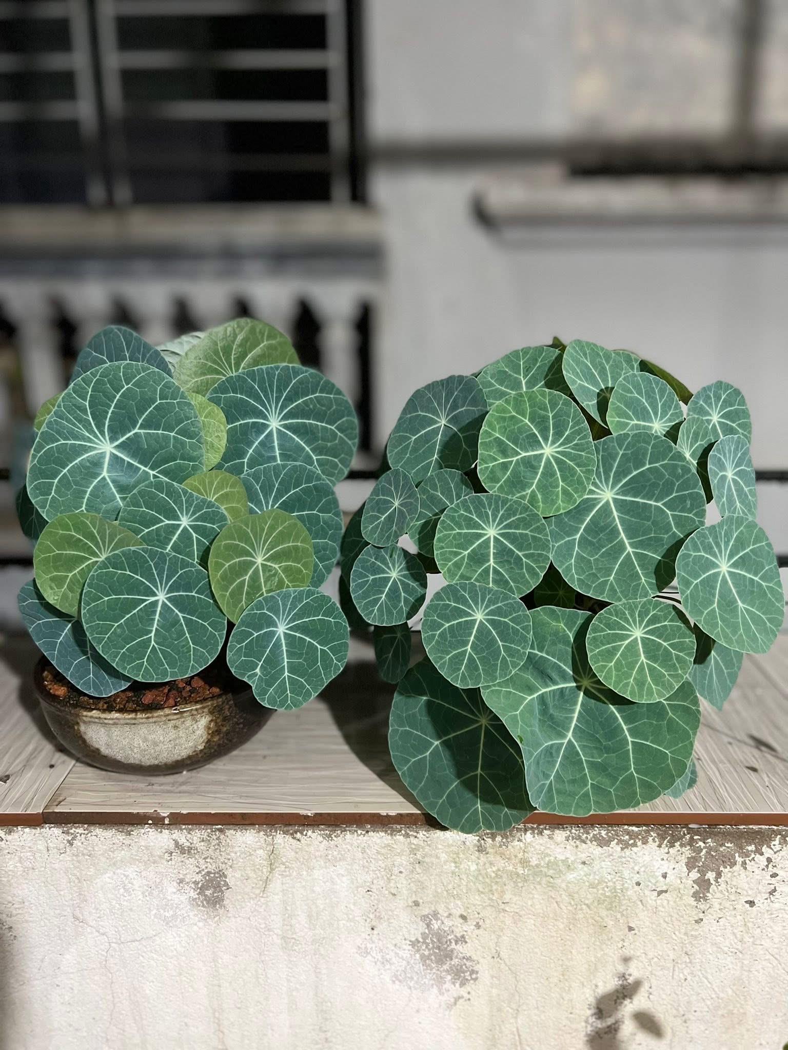 Stephania Kaweesakii (nova) Bulb - Rare Indoor Houseplant - Etsy