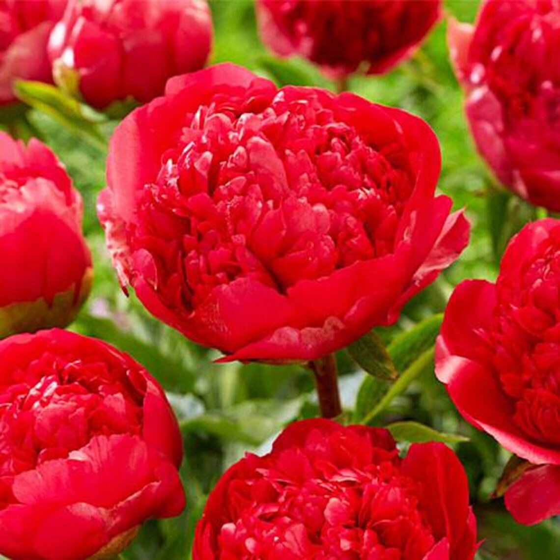 PREORDER: Command Performance Peony Bareroots - Lot of 20 - Giant Red ...