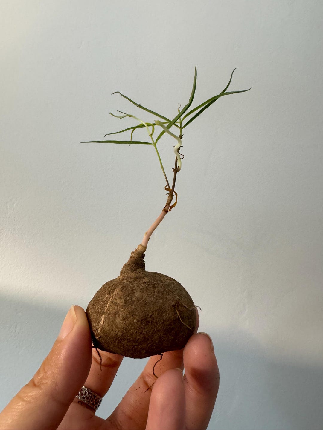 Rare Brachystelma Bulb: Murdannia Spectabilis Caudex - Etsy