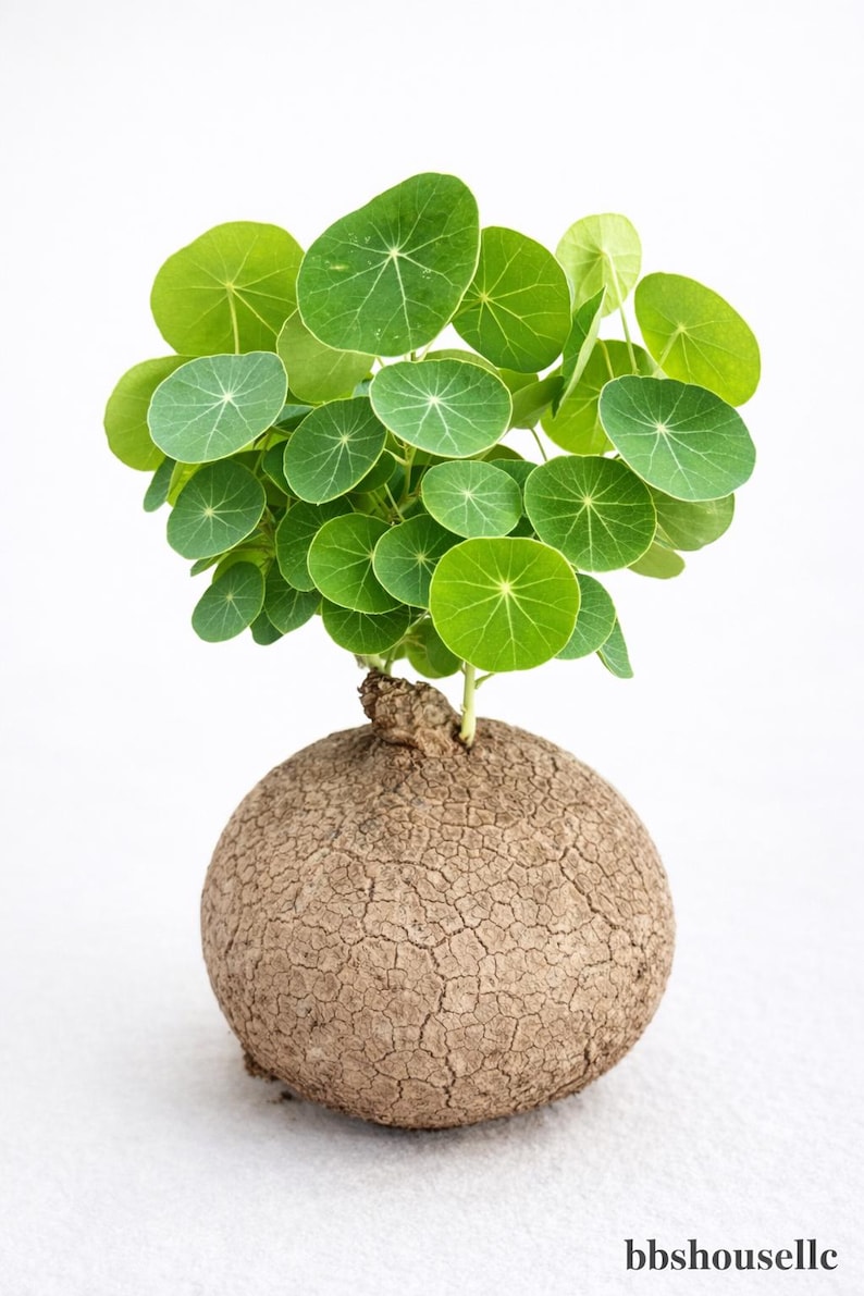 Dormant Stephania Erecta Bulb: Caudex Houseplant Starter (~2") - Etsy
