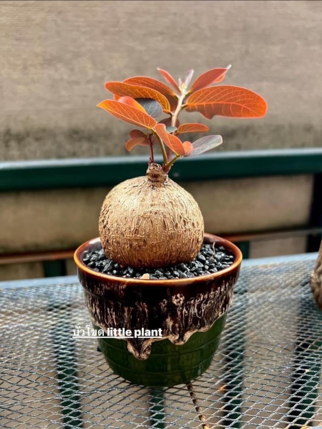 Houseplant Phyllanthus Mirabilis, Caudiciform Phyllanthodendron Caudex ...