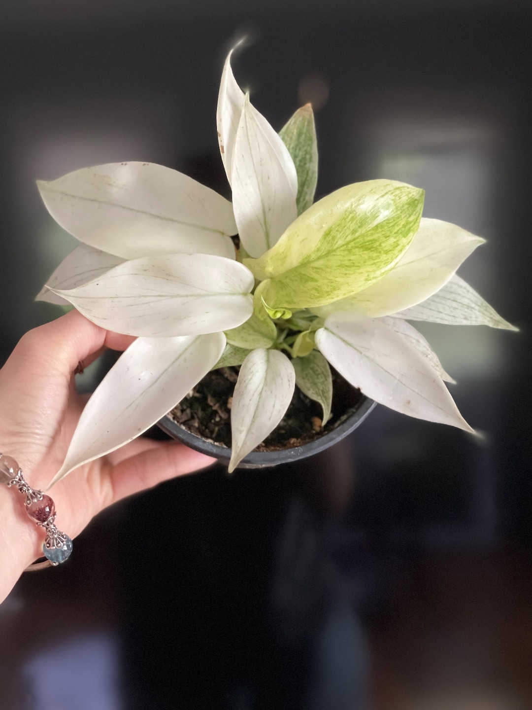 4.5 Variegated Philodendron 'florida Ghost' Rooted Live Plant. - Etsy