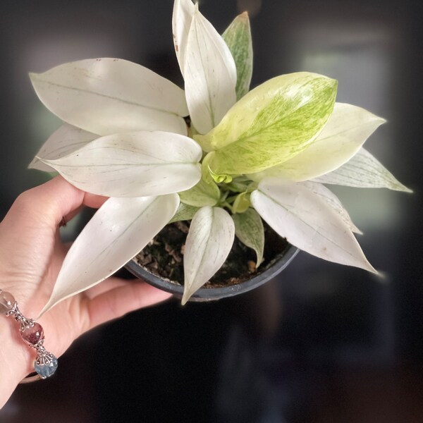 Florida Ghost Philodendron - Etsy