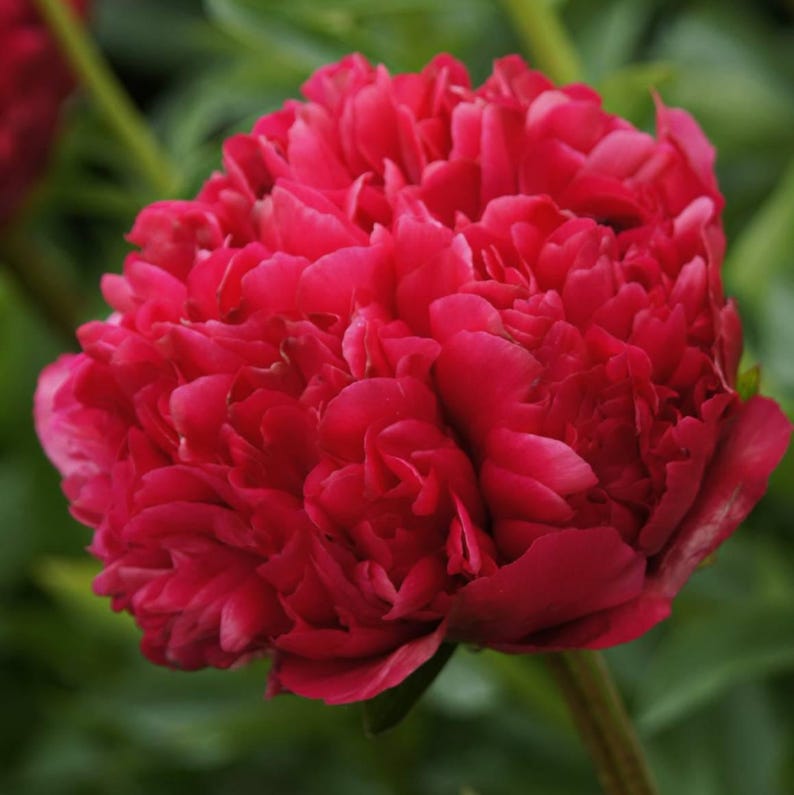 PREORDER: Command Performance Peony Bareroots - Lot of 20 - Giant Red ...