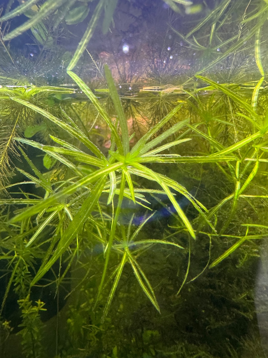 Aquarium Plants Guppy Grass- Live Aquarium - Najas Guadalupensis - Etsy