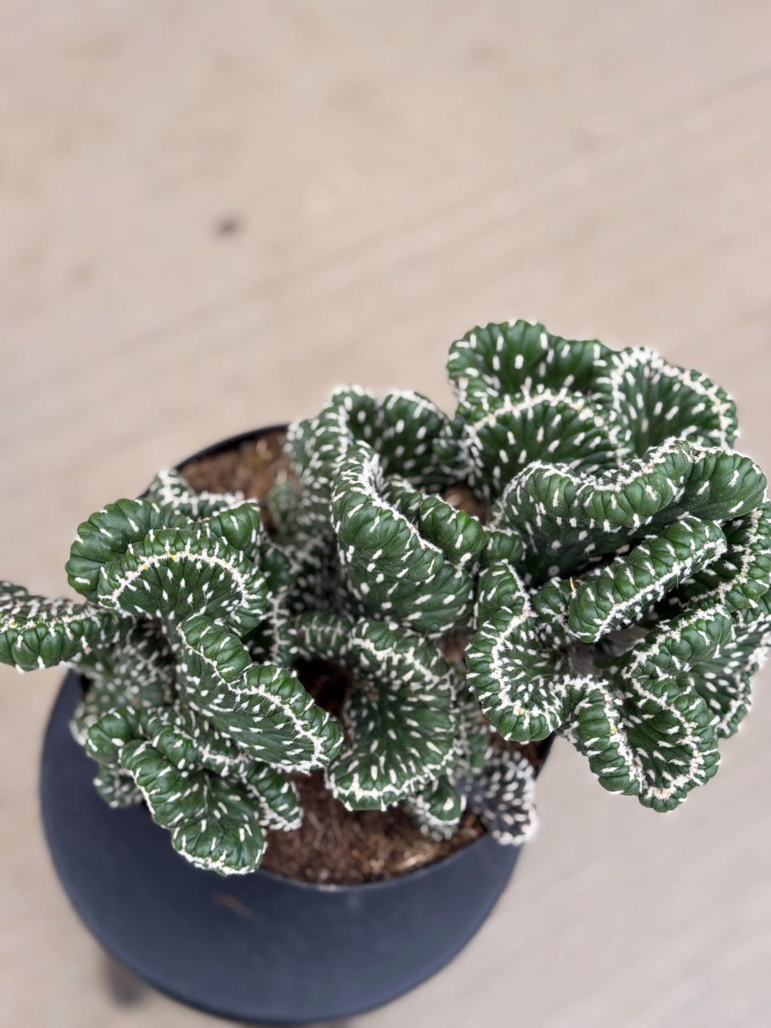 Emerald Idol Cactus Crest Big Live Plant in 8” Pot - Cactus Plant ...