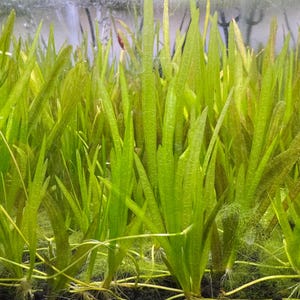 Jungle Val Aquarium Plant: Vallisneria Americana, Easy Growing Tape ...