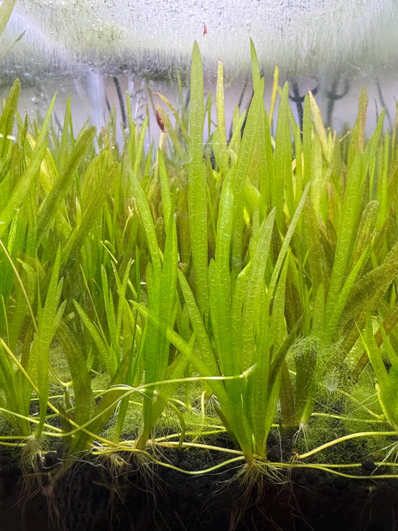 Jungle Val Aquarium Plant: Vallisneria Americana, Easy Growing Tape ...