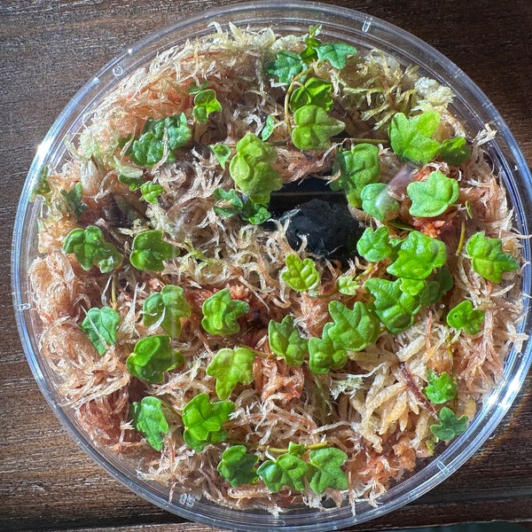 String of Frogs - Etsy