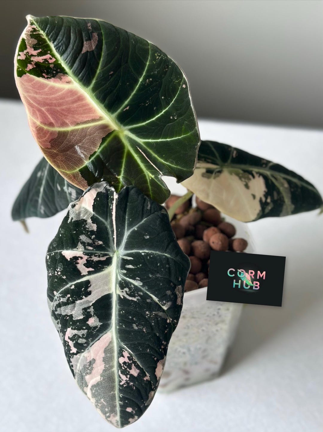 Corm From Our Variegated Pink Black Velvet Alocasia Plant - US Seller ...