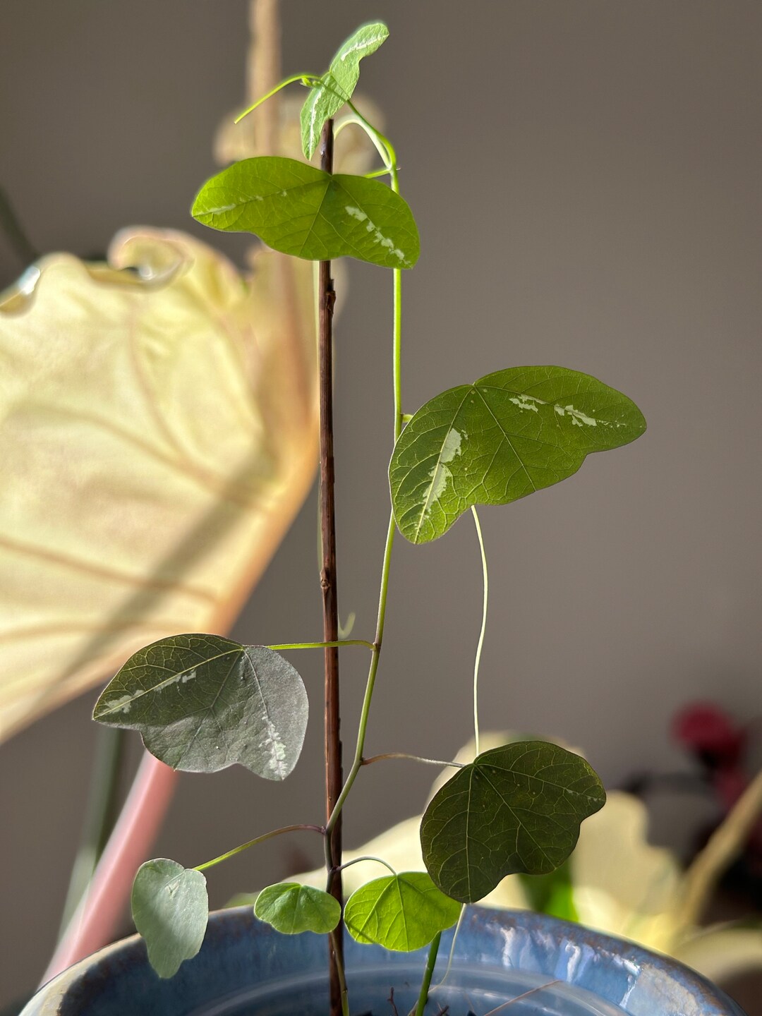 Passiflora Colinvauxii Vining Plant US Seller, Exact Plant - Etsy