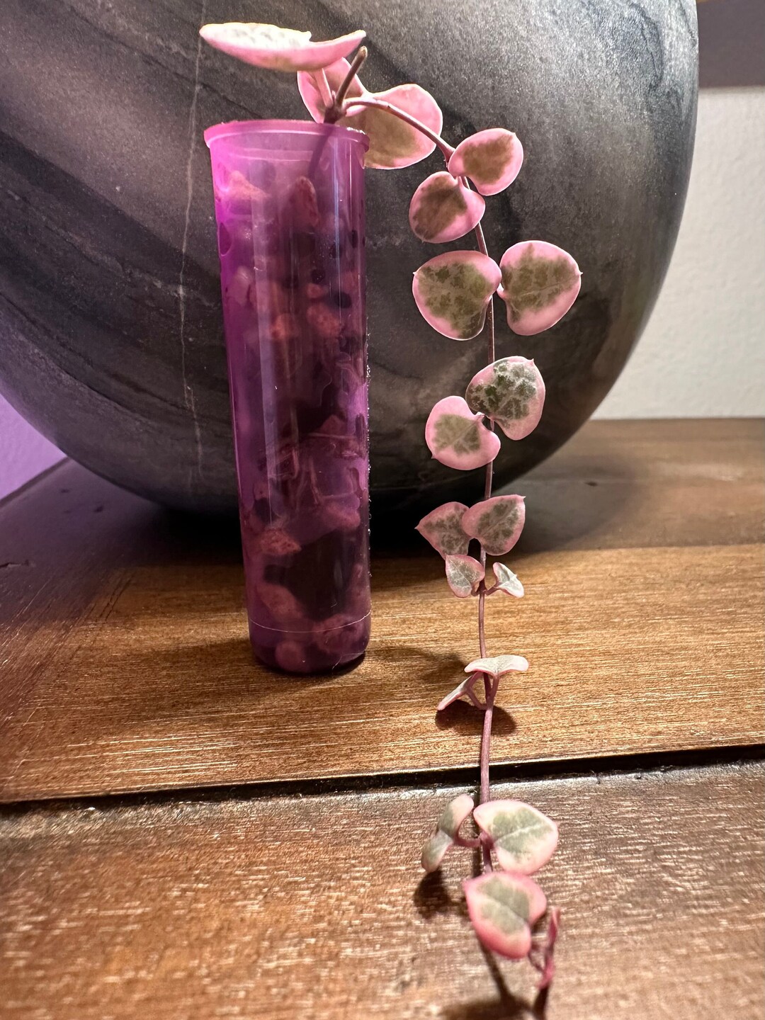 PINK Variegated String of Hearts Ceropegia Woodii US Seller - Etsy