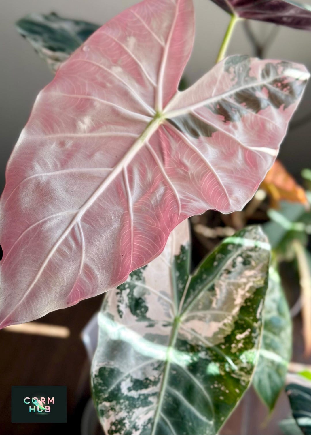 Pup From Our Variegated Alocasia Pink Dragon Albo Plant - US Seller ...