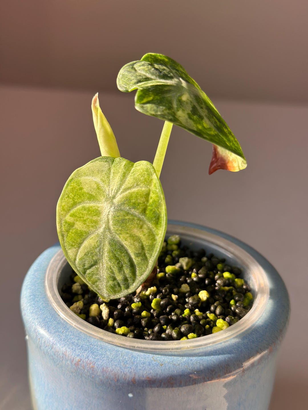 Variegated Ninja Tricolor Pup - US Seller, Exact Pup, Non-tc, Corm ...