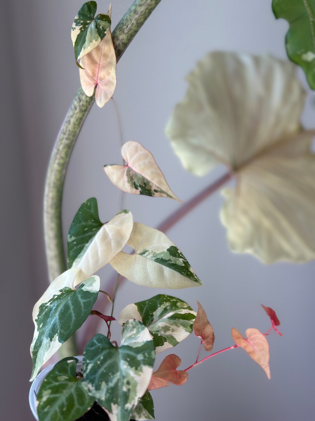 Fallopia Multiflora US Seller, Exact Plant - Etsy