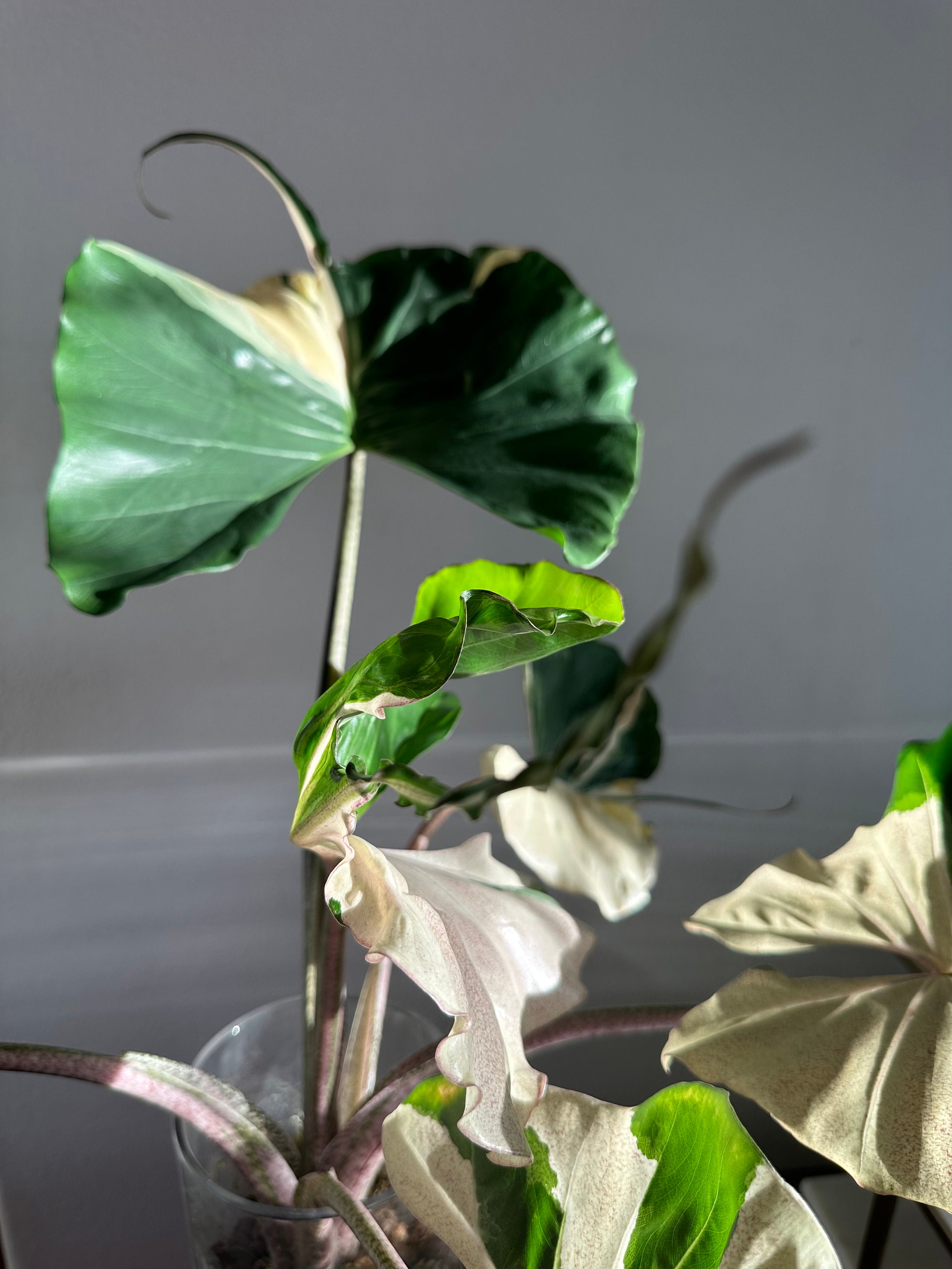 RARE Variegated Alocasia Albo Stingray Pup US Seller, Exact Plant - Etsy