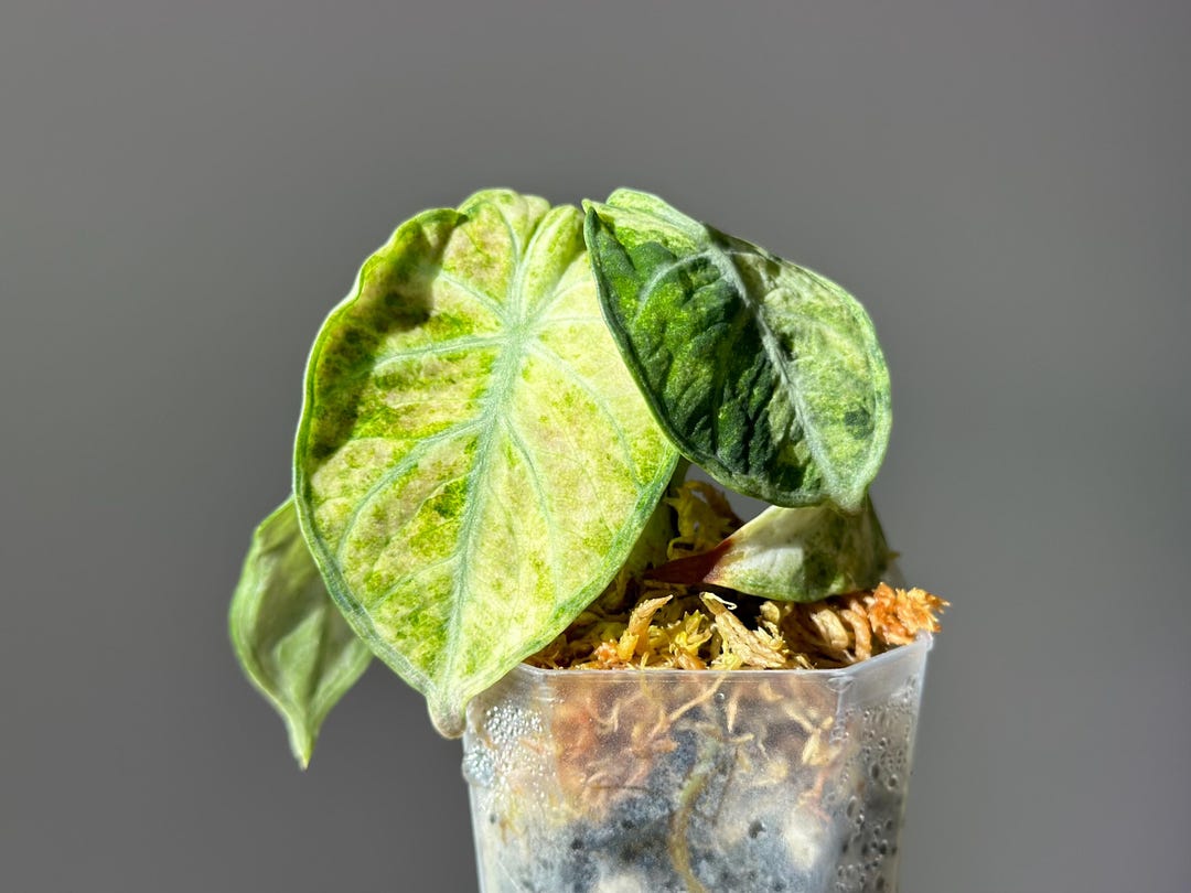 Variegated Ninja Tricolor US Seller, Exact Plant - Etsy