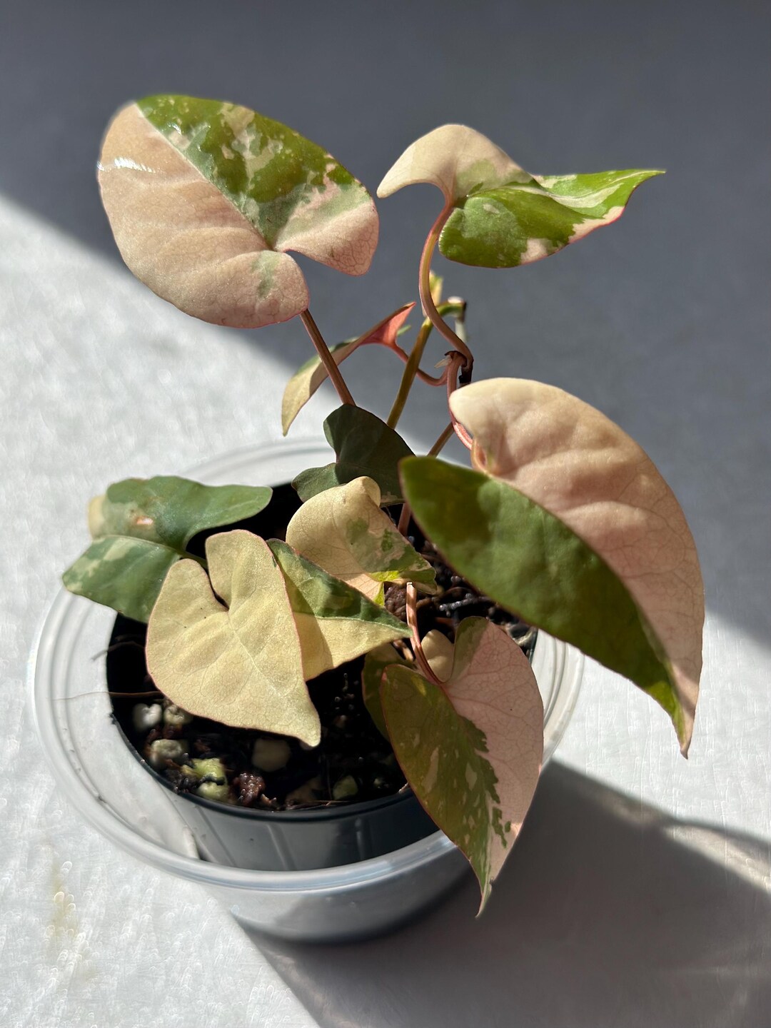 Fallopia Multiflora - US Seller, Exact Plant - Etsy