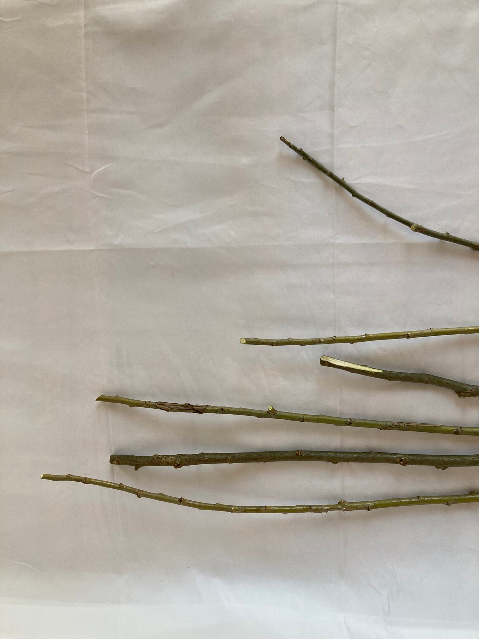 Set of 6 Willow Rods for BDSM and Punishment, Lengths From 75 Cm to 90 ...