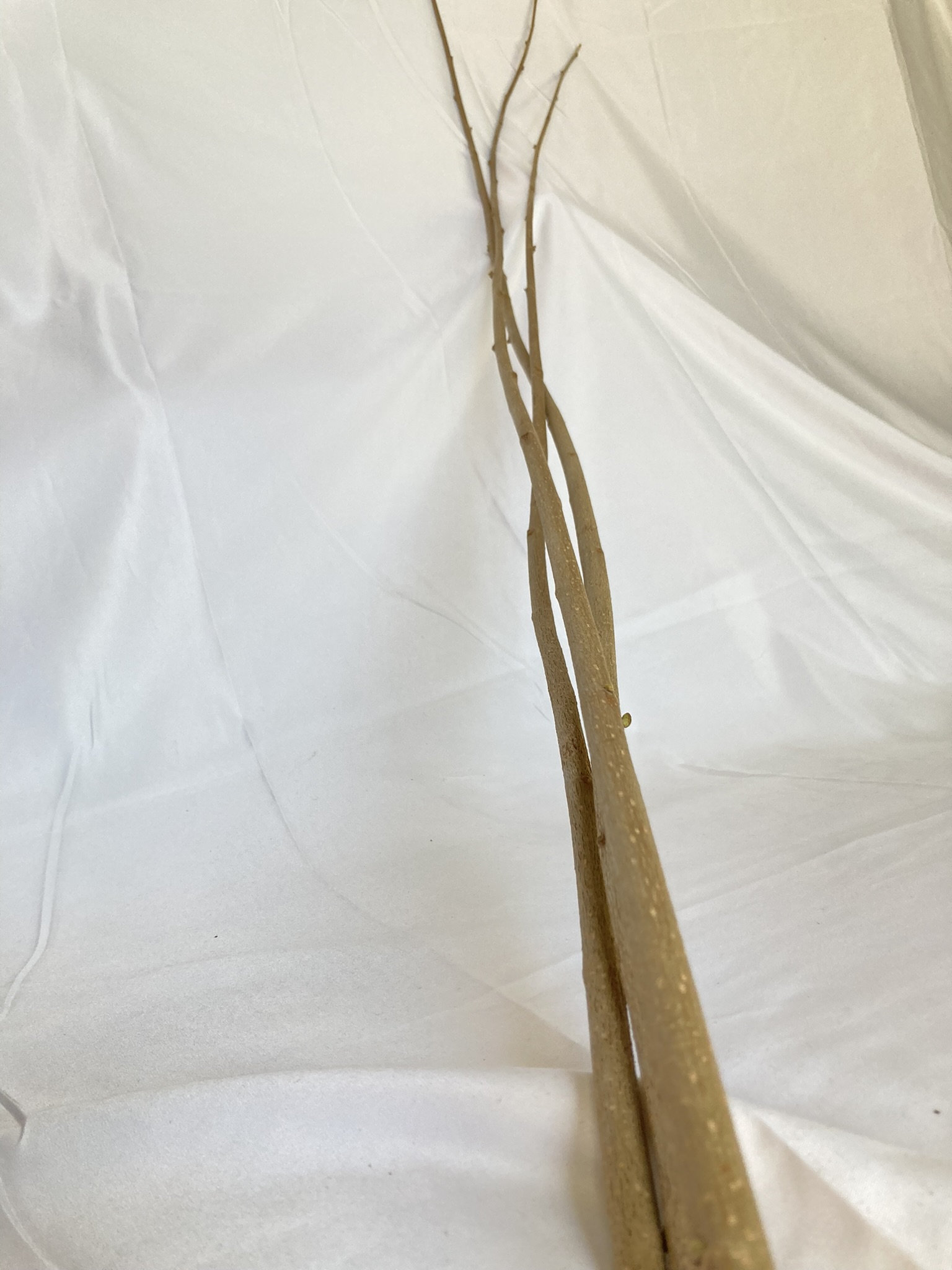 4 Hazelnut Rods for BDSM Simple and Light Hazelnut Whips - Etsy