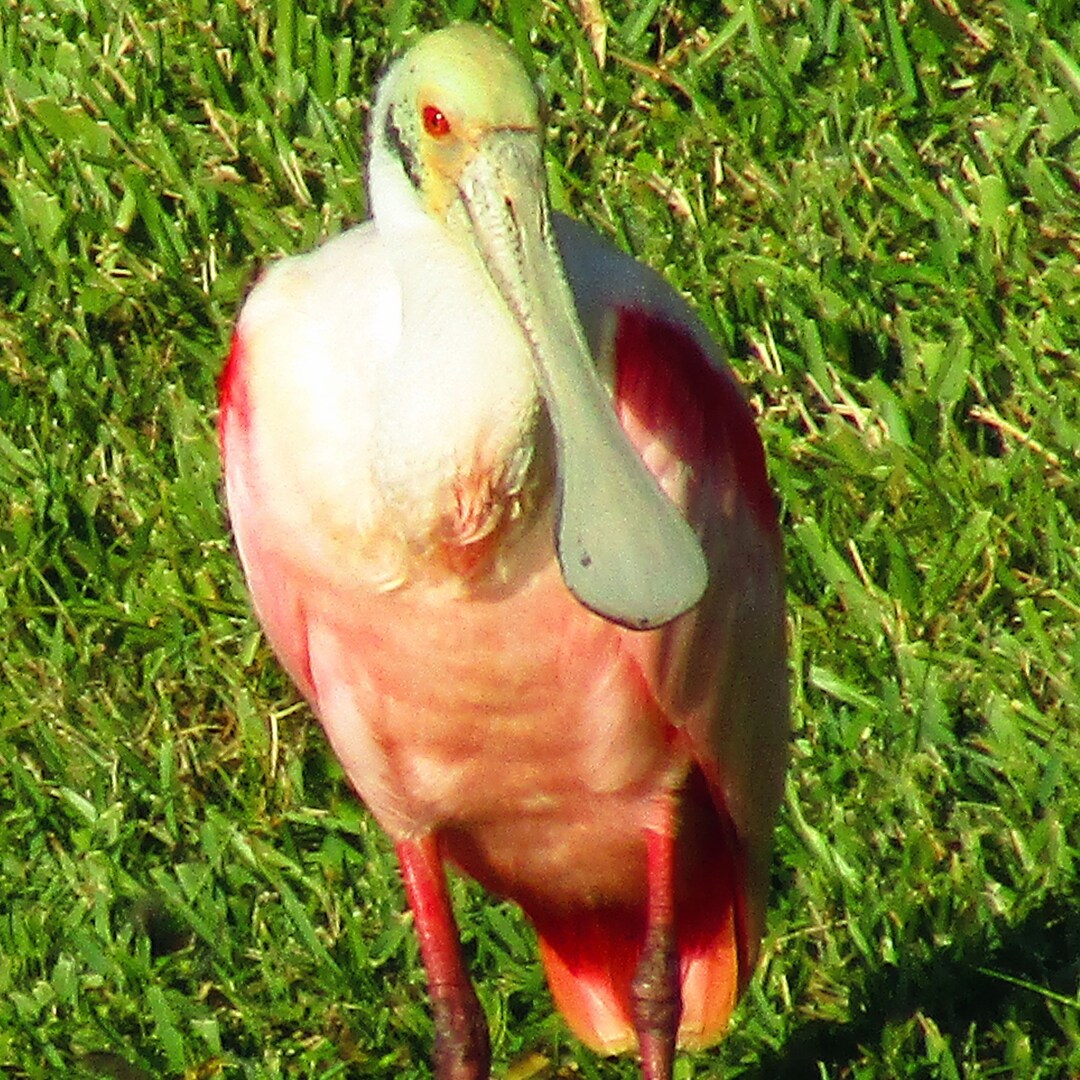 Pink Spoonbill - Etsy